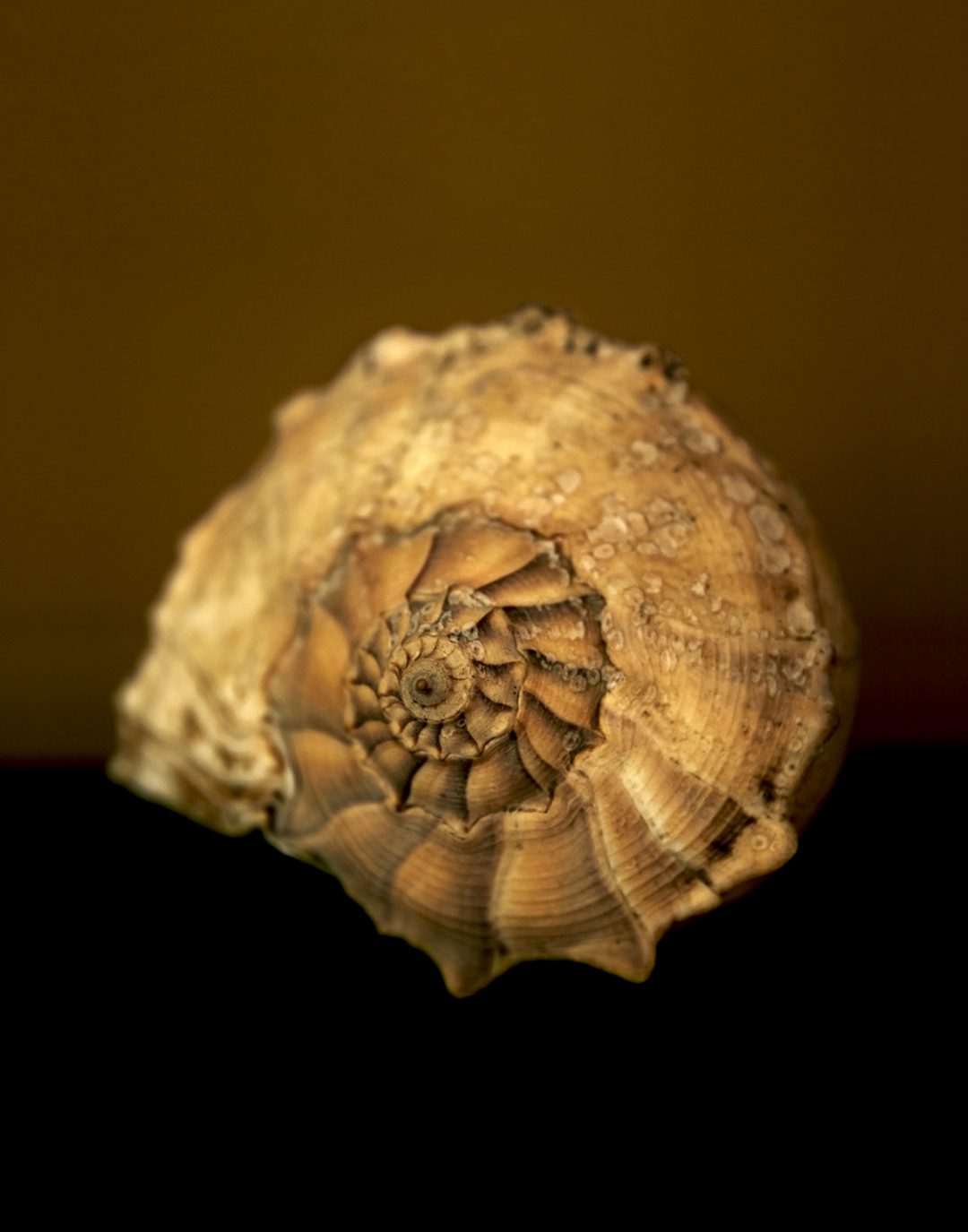 Robert Gagnon | Boutique Photography